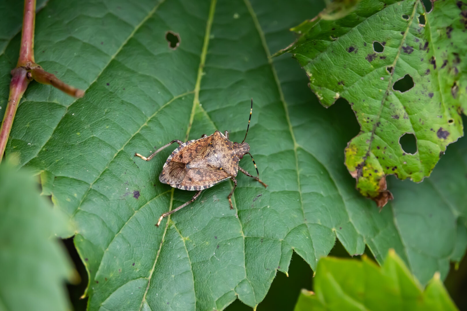 Tips for Preventing Stink Bugs and Other Pests - On The Green, Inc.