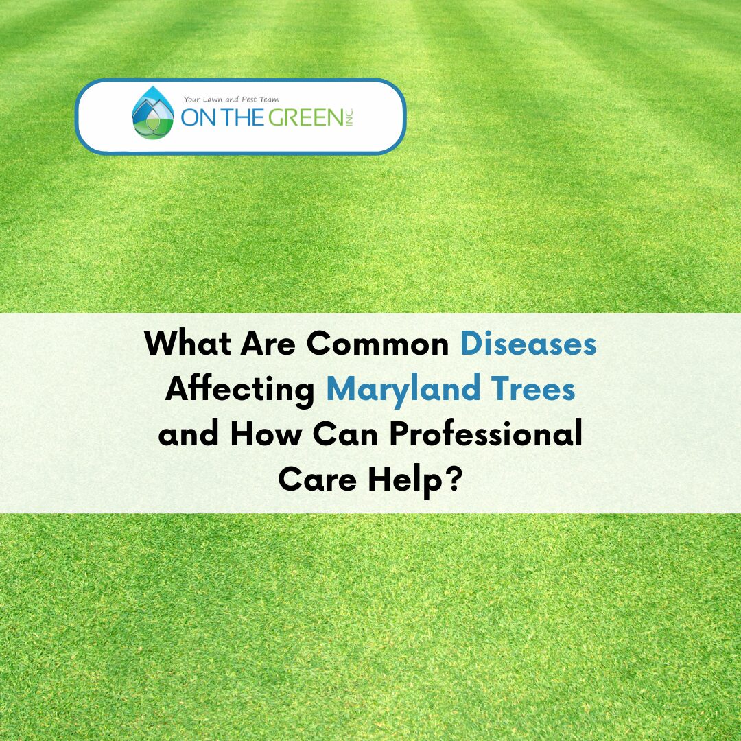 Common Tree Diseases in Maryland & Professional Care Solutions - On The ...