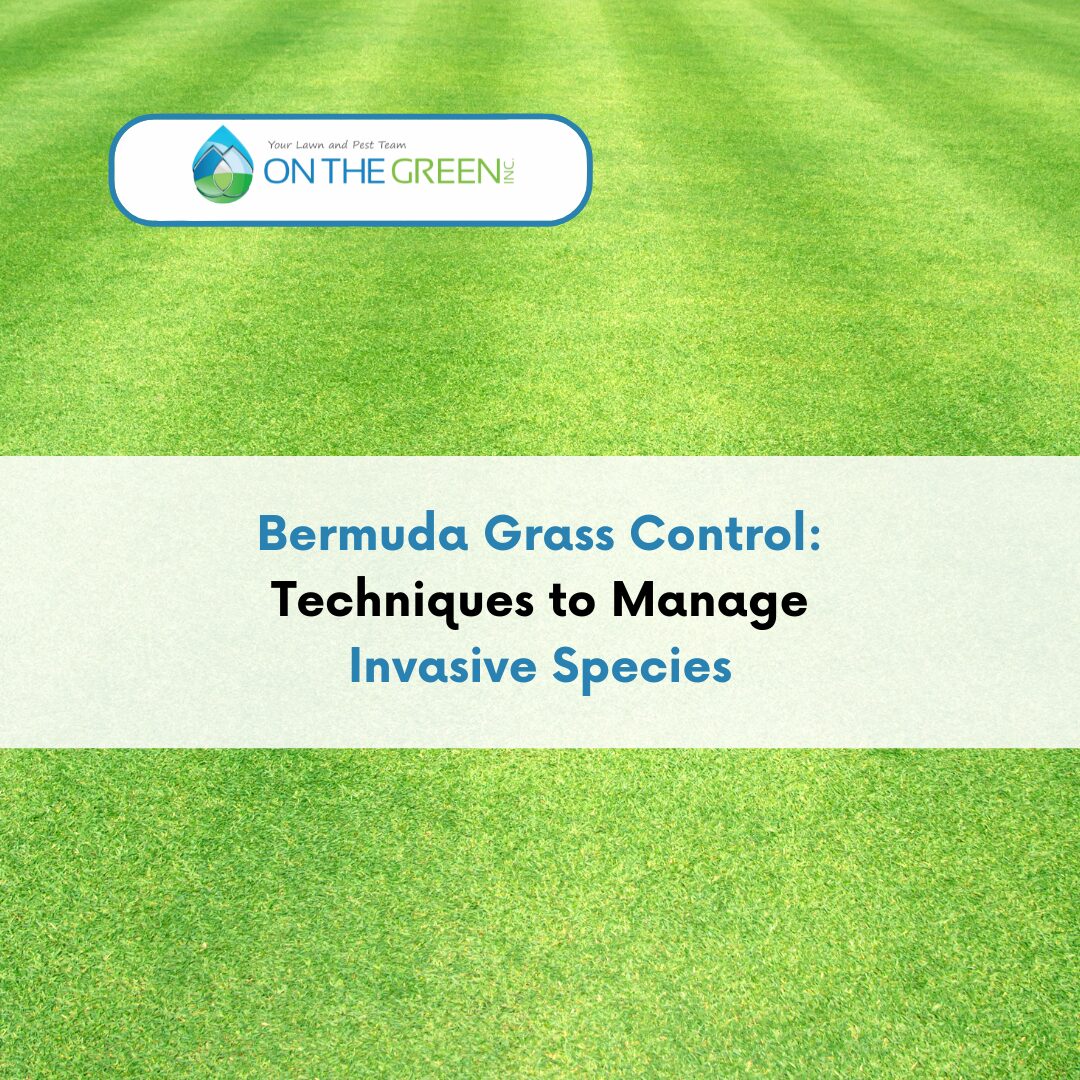 Bermuda Grass Control: Manage Invasive Species Effectively - On The ...