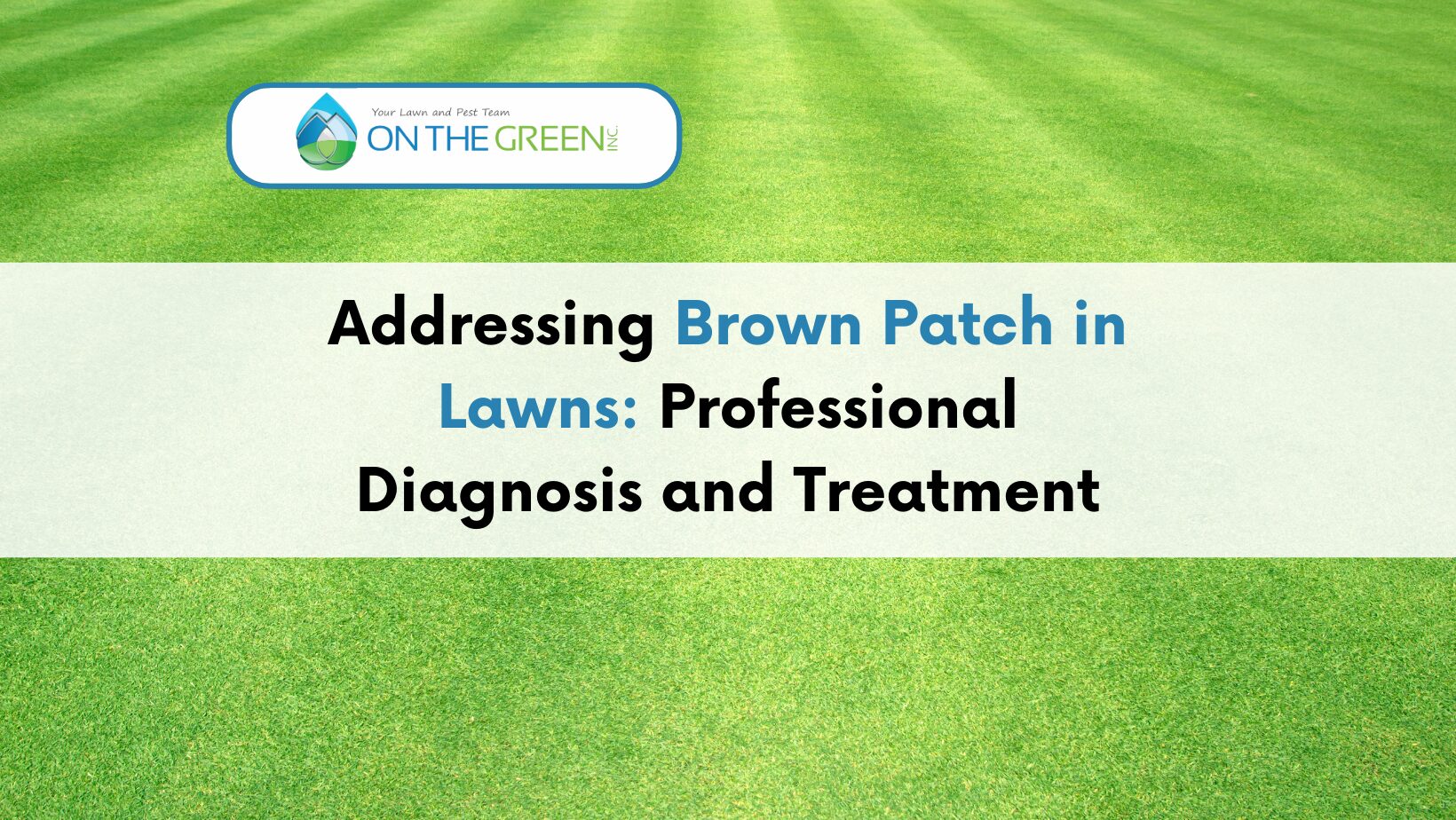 Addressing Brown Patch in Lawns | On The Green, Inc.